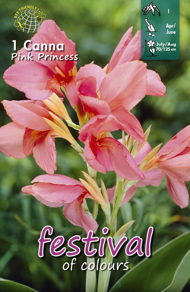 Canna Pink Princess - 1st | De Baerdemaeker
